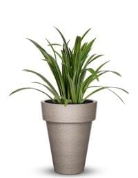 ELENA | JUST PLANTS