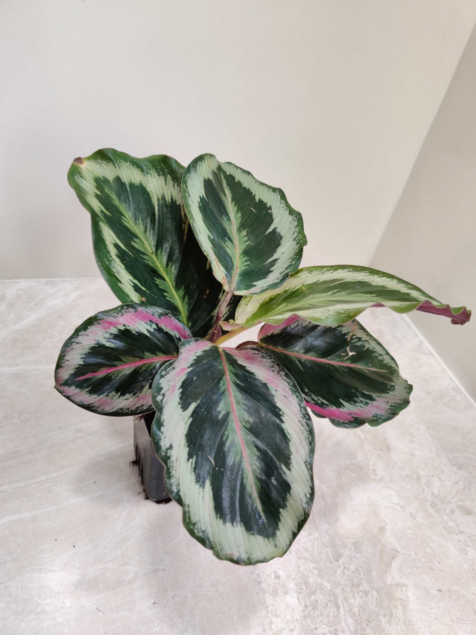 Calathea plants (11/1/2025) | Sanjay Nursery - CAPPL
