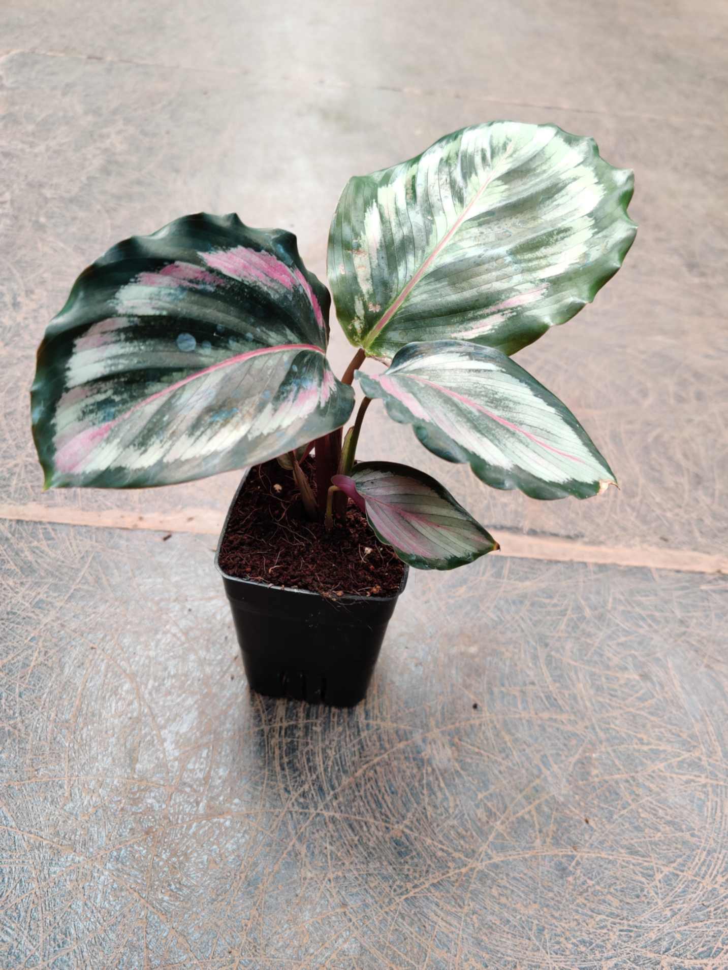Calathea plants (11/1/2025) | Sanjay Nursery - CAPPL