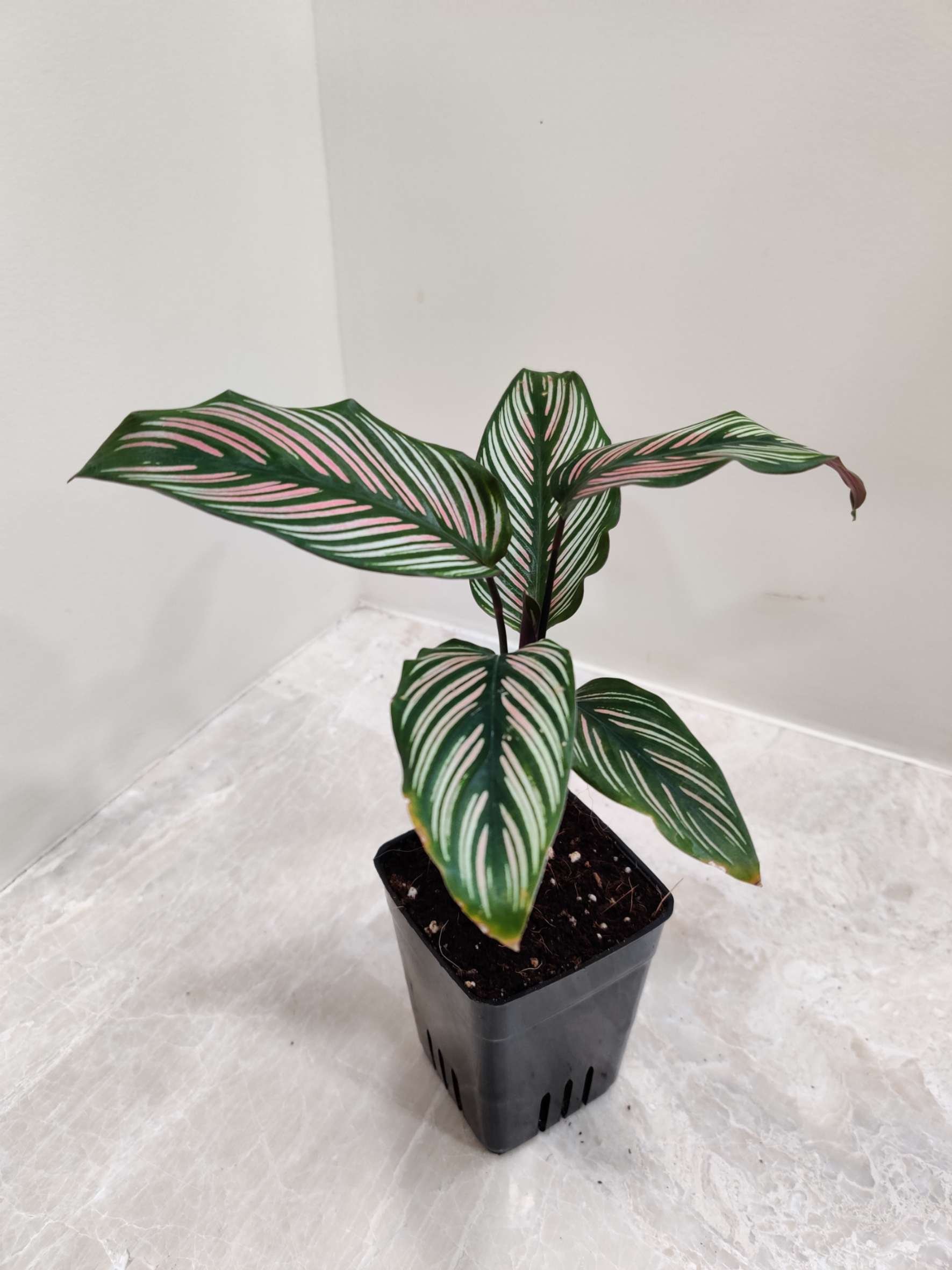 Calathea Majestica White Star 8.5 cm pot | Sanjay Nursery - CAPPL