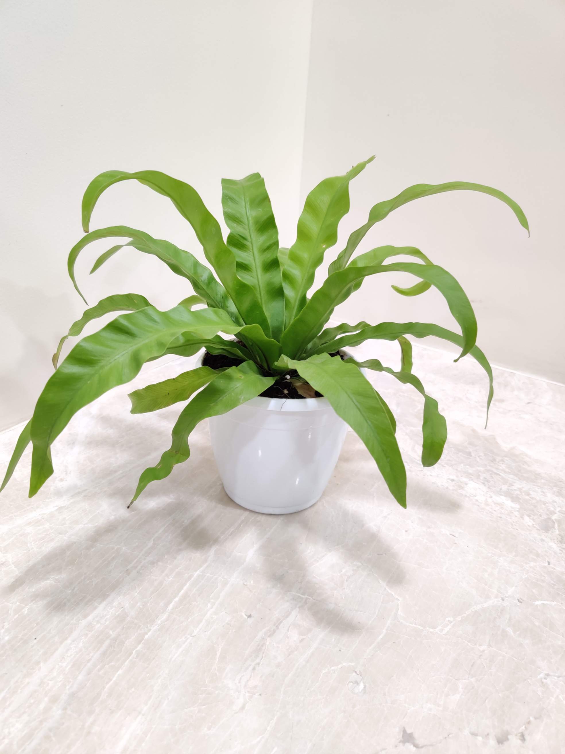 Asplenium Nidus (28 Augsut 2025) | Sanjay Nursery - CAPPL