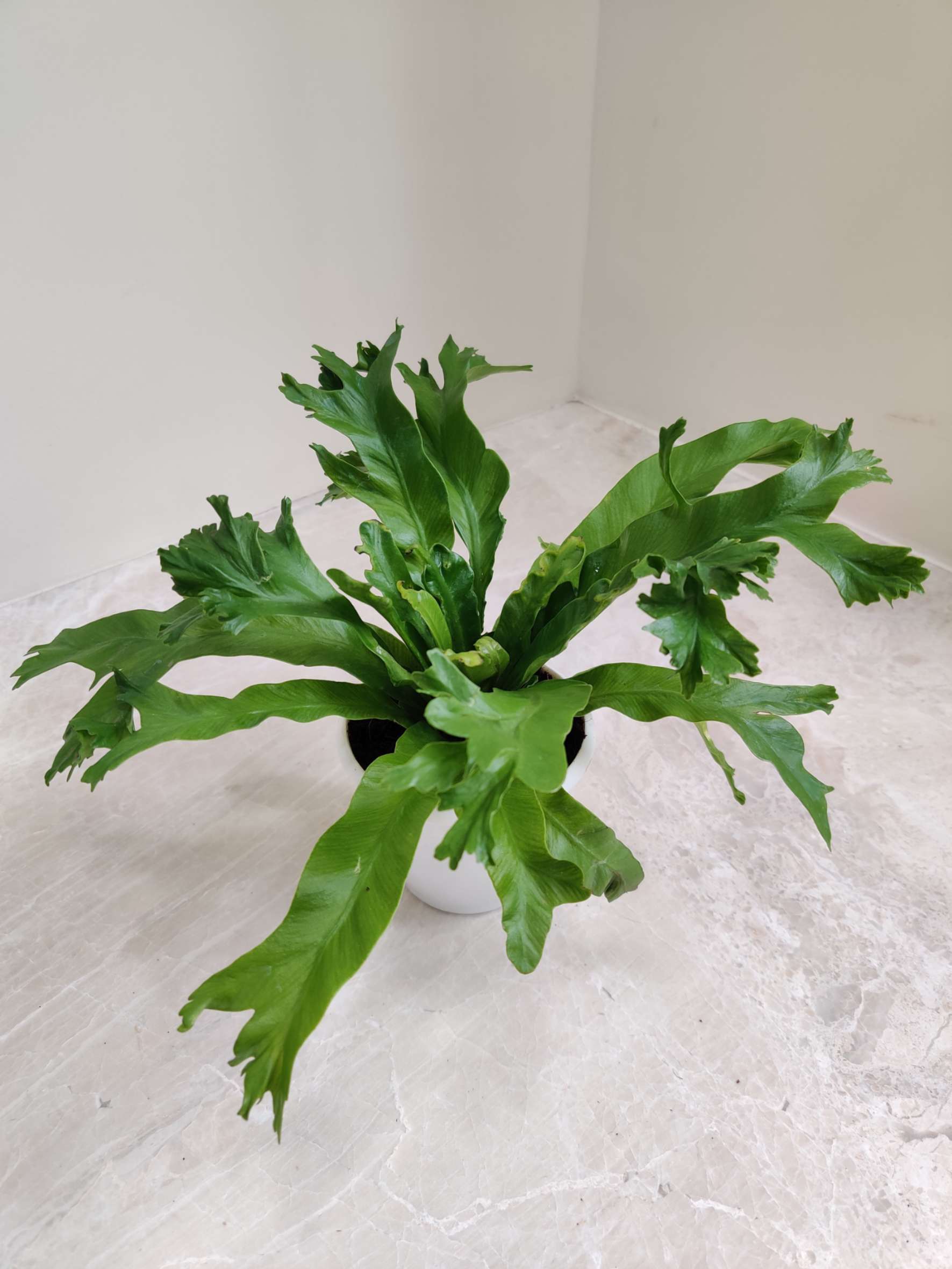 Asplenium Nidus (28 Augsut 2025) | Sanjay Nursery - CAPPL