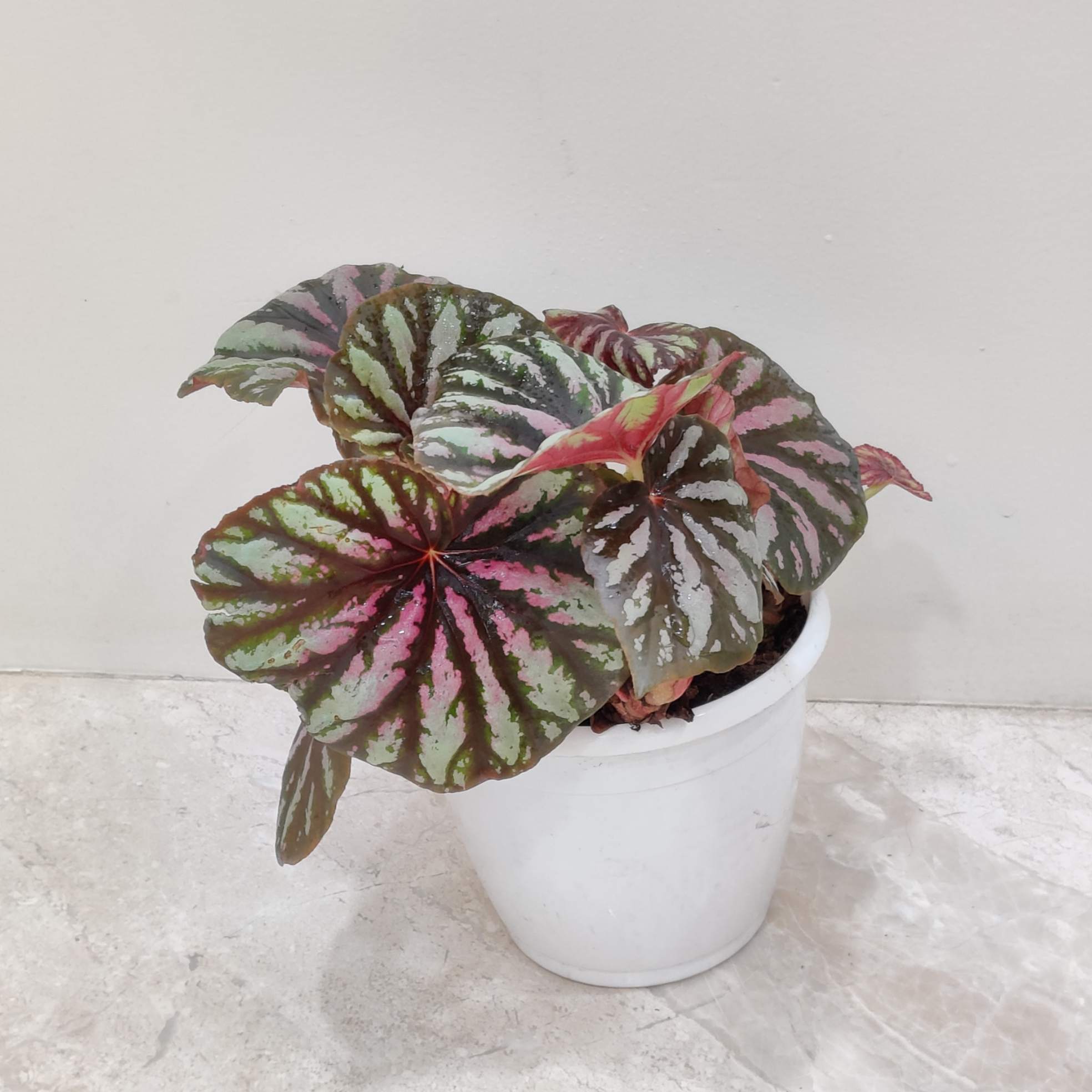 Striped Begonia Begonia 'Candy Stripes'