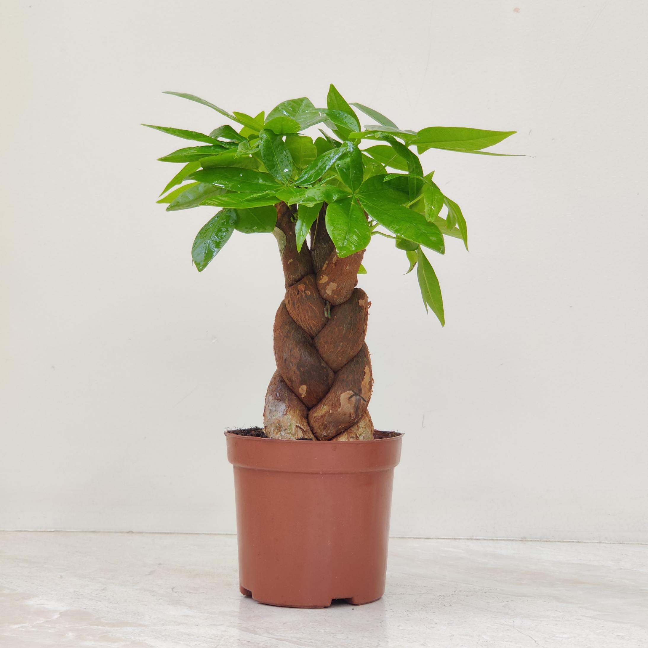 Pachira Plants (5 August 2025) | Sanjay Nursery - CAPPL