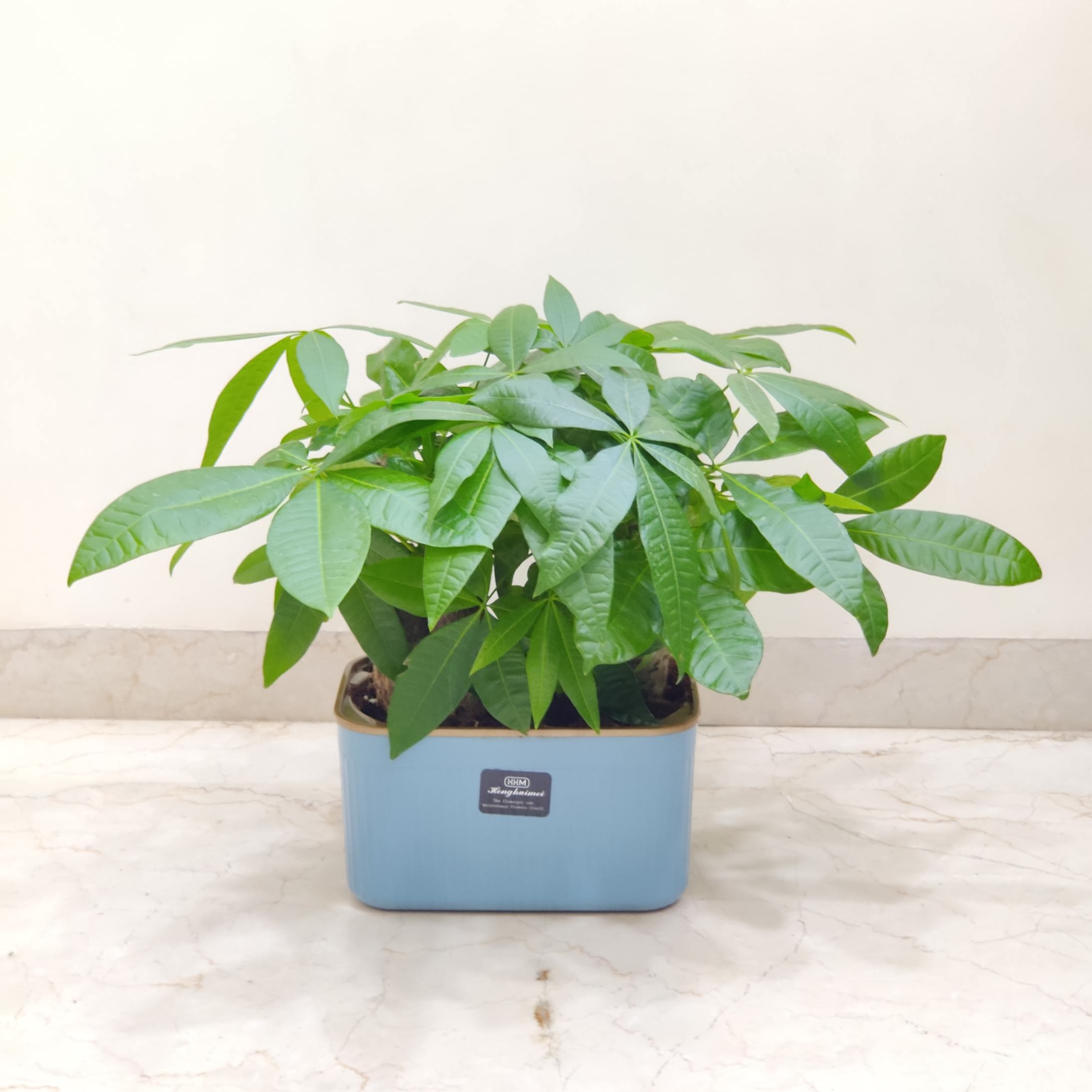 Pachira Plants (5 August 2025) | Sanjay Nursery - CAPPL