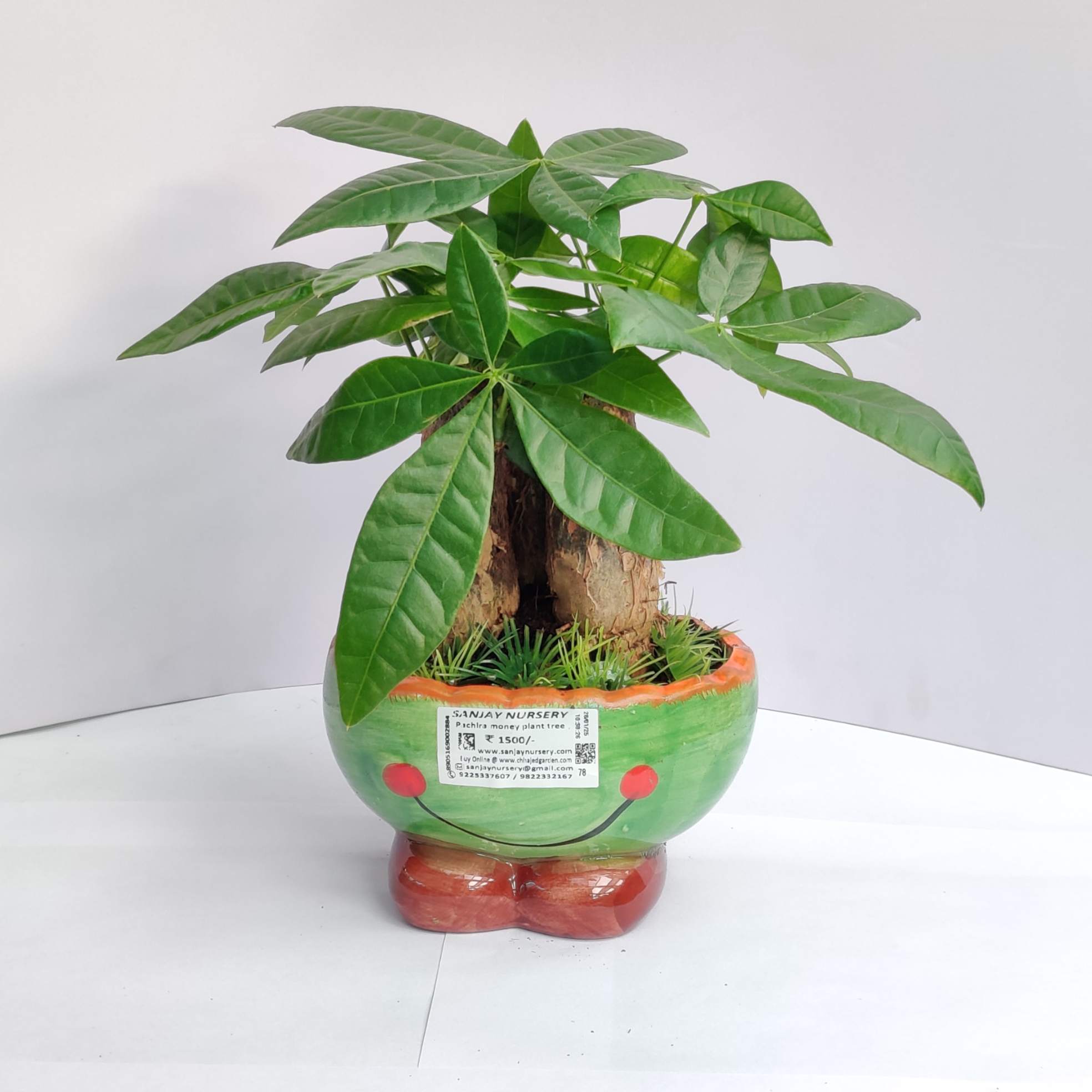 Pachira Money Plant Tree | Sanjay Nursery - CAPPL