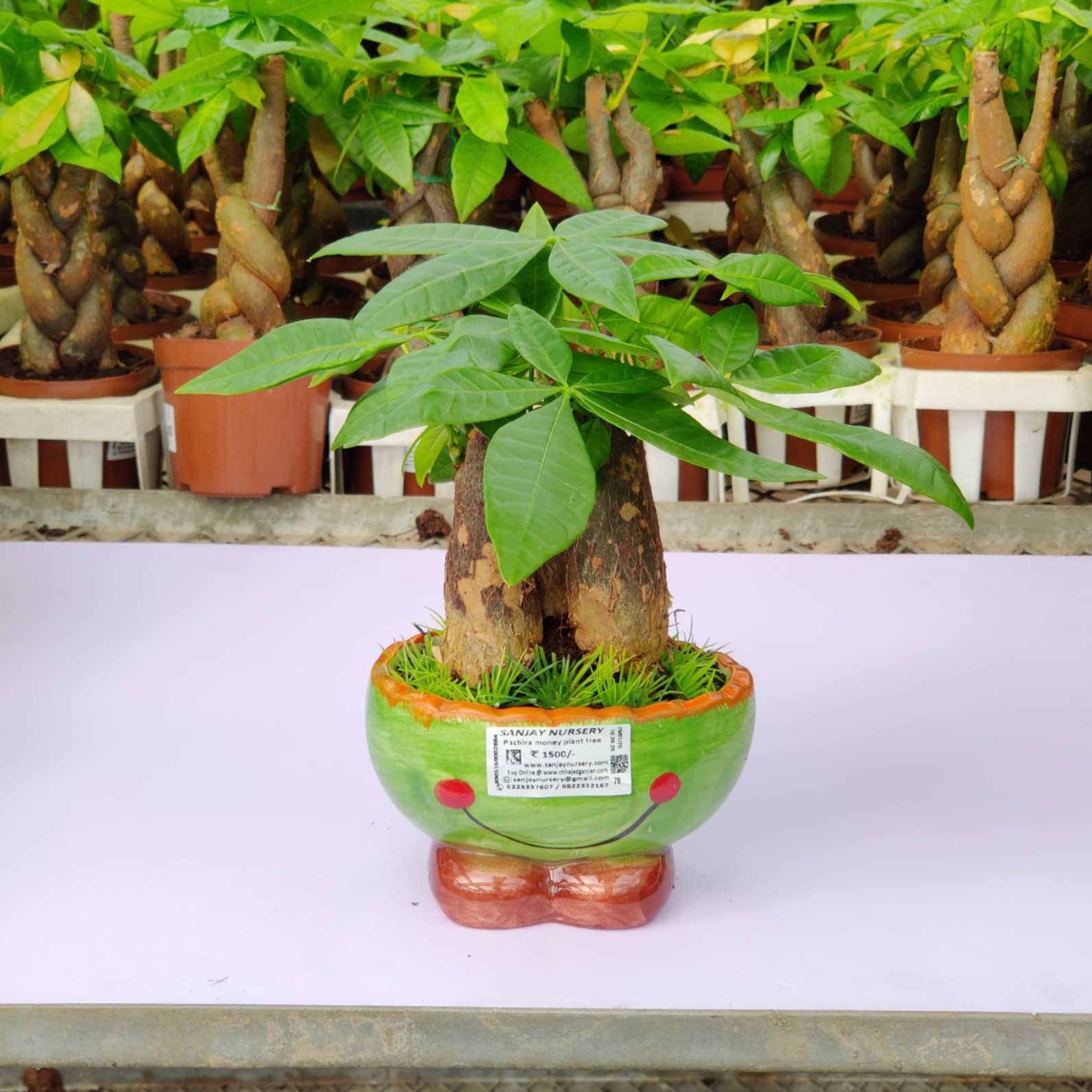 Pachira Money Plant Tree | Sanjay Nursery - CAPPL