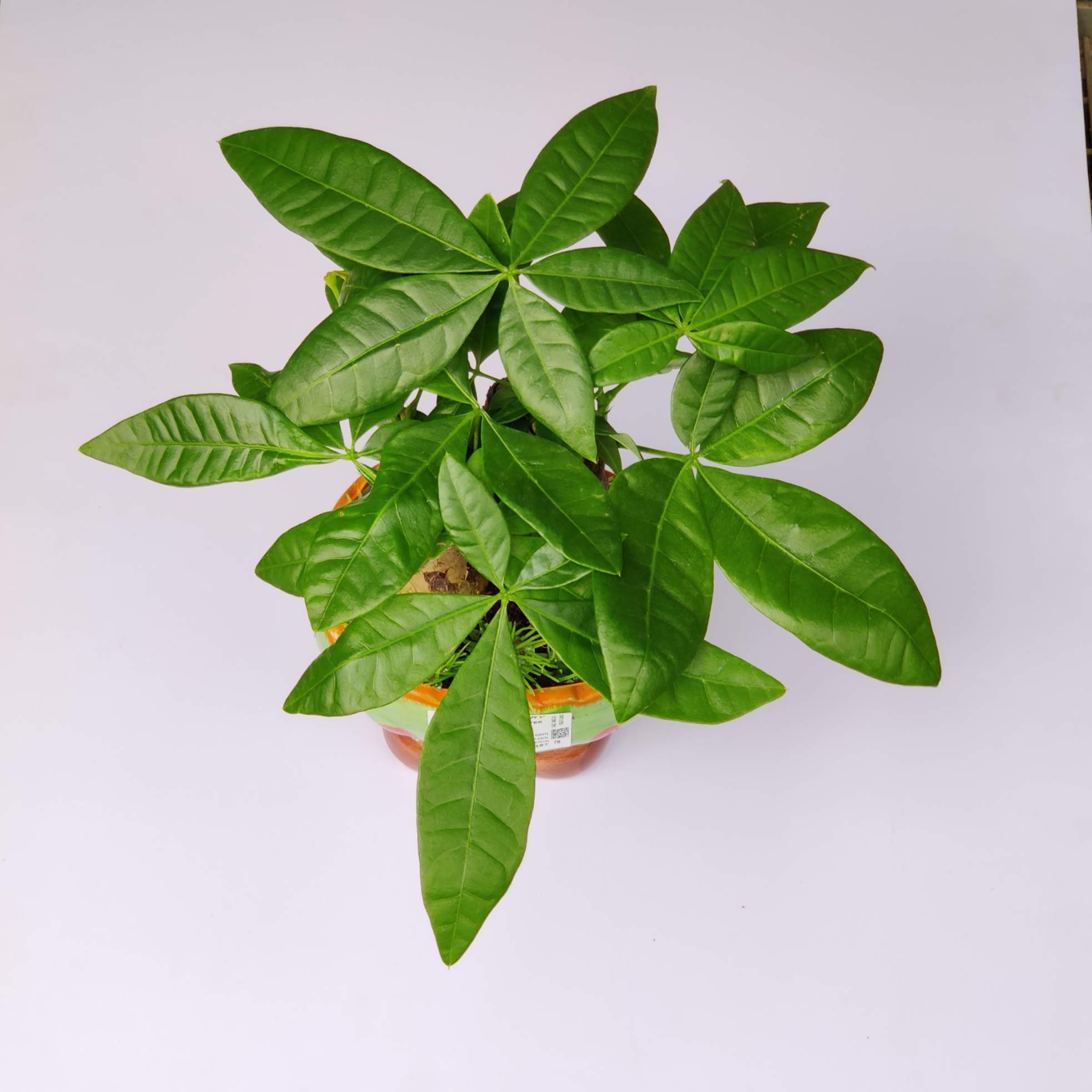 Pachira Money Plant Tree | Sanjay Nursery - CAPPL