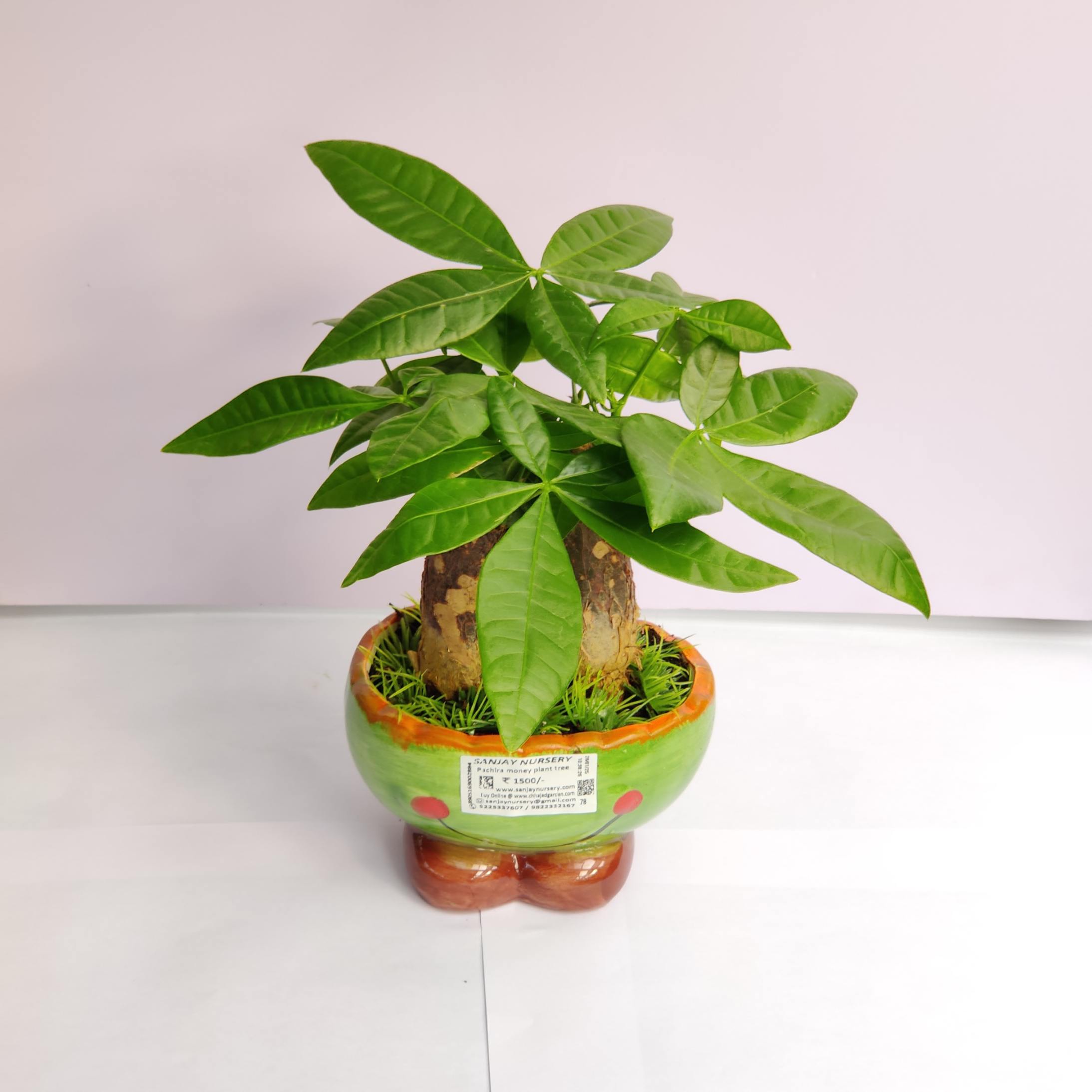 Pachira Money Plant Tree | Sanjay Nursery - CAPPL