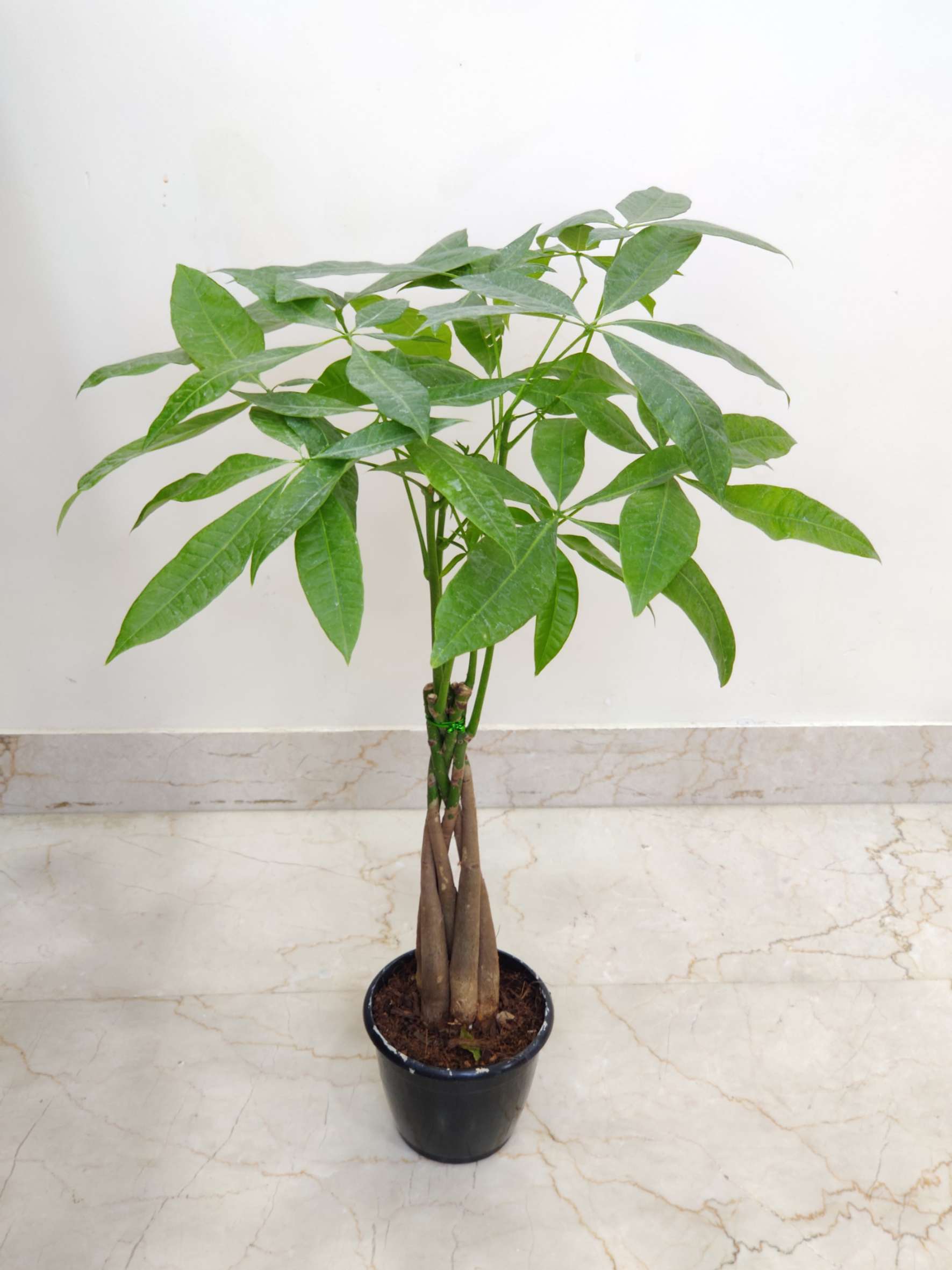 Pachira Plants Updated On ( 8 March 2026 ) | Sanjay Nursery - CAPPL