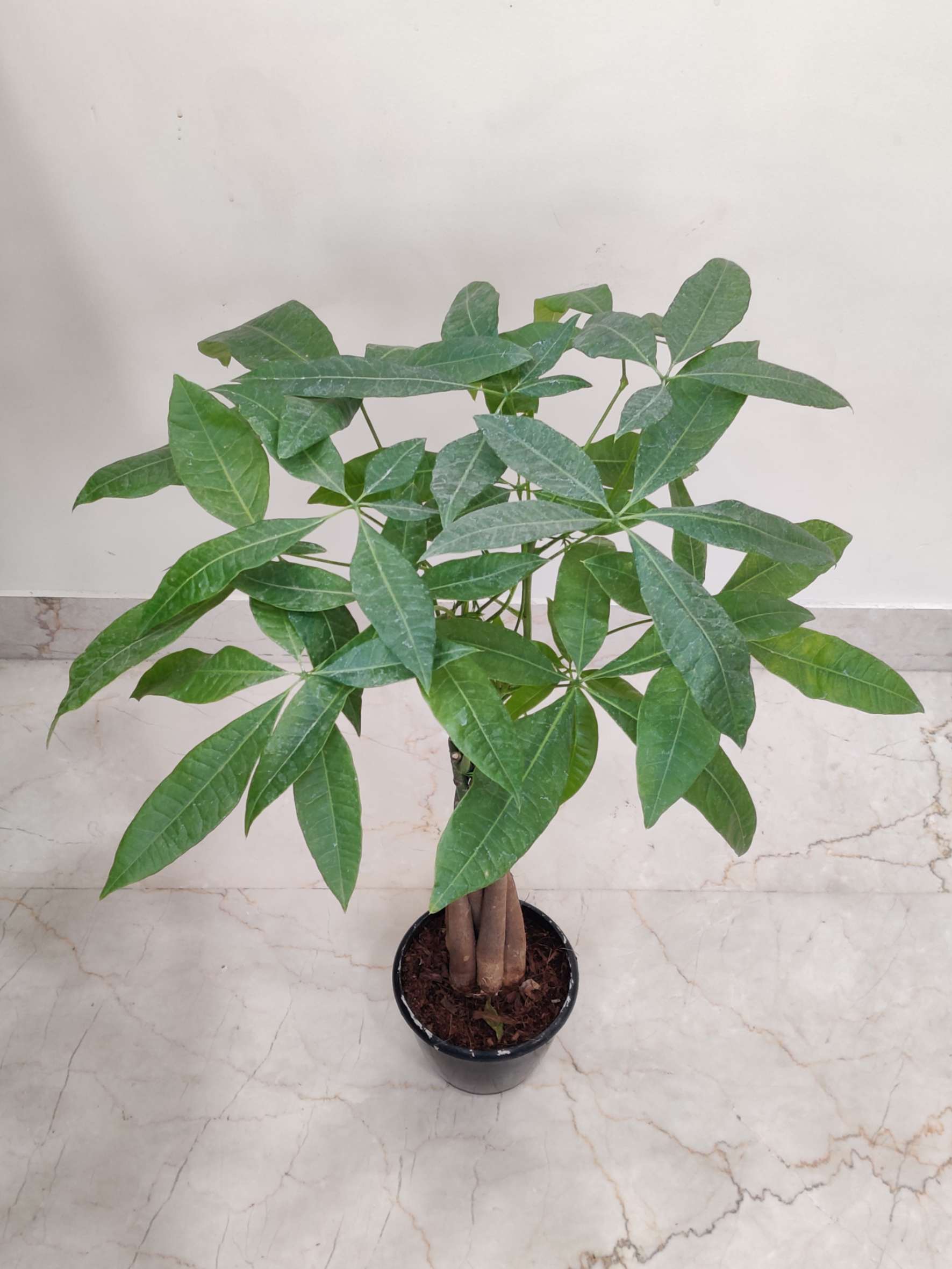 Pachira Plants Updated On ( 8 March 2026 ) | Sanjay Nursery - CAPPL