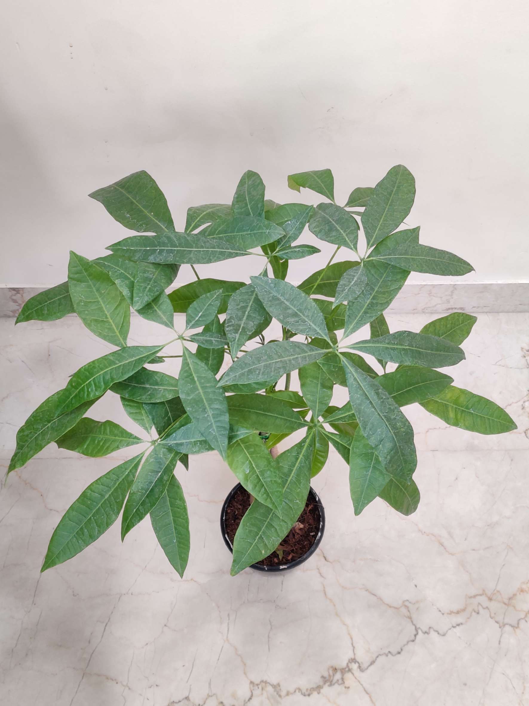 Pachira Plants Updated On 1 Aprli 2026 | Sanjay Nursery - CAPPL