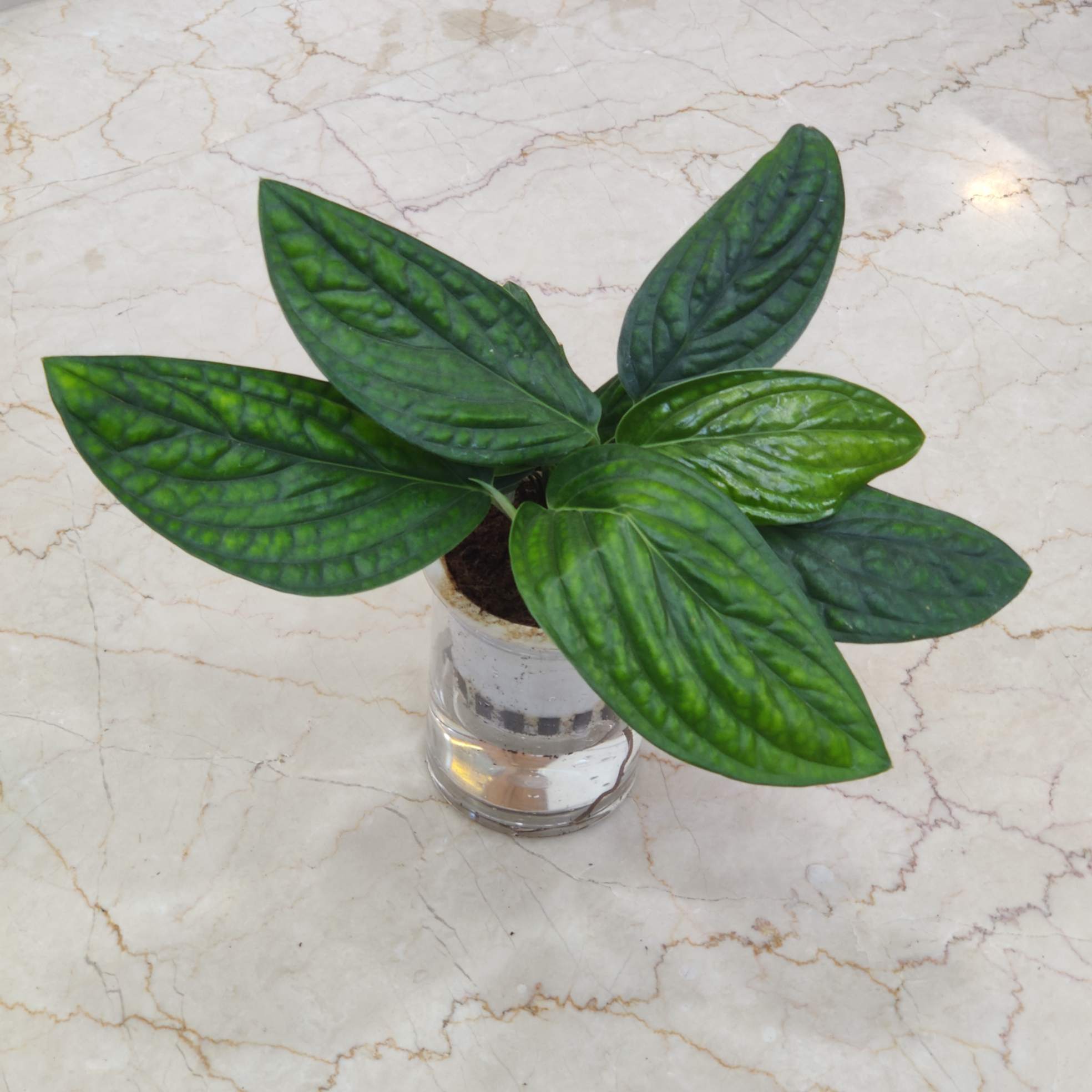 Watering Plant (21/5/2025) | Sanjay Nursery - CAPPL