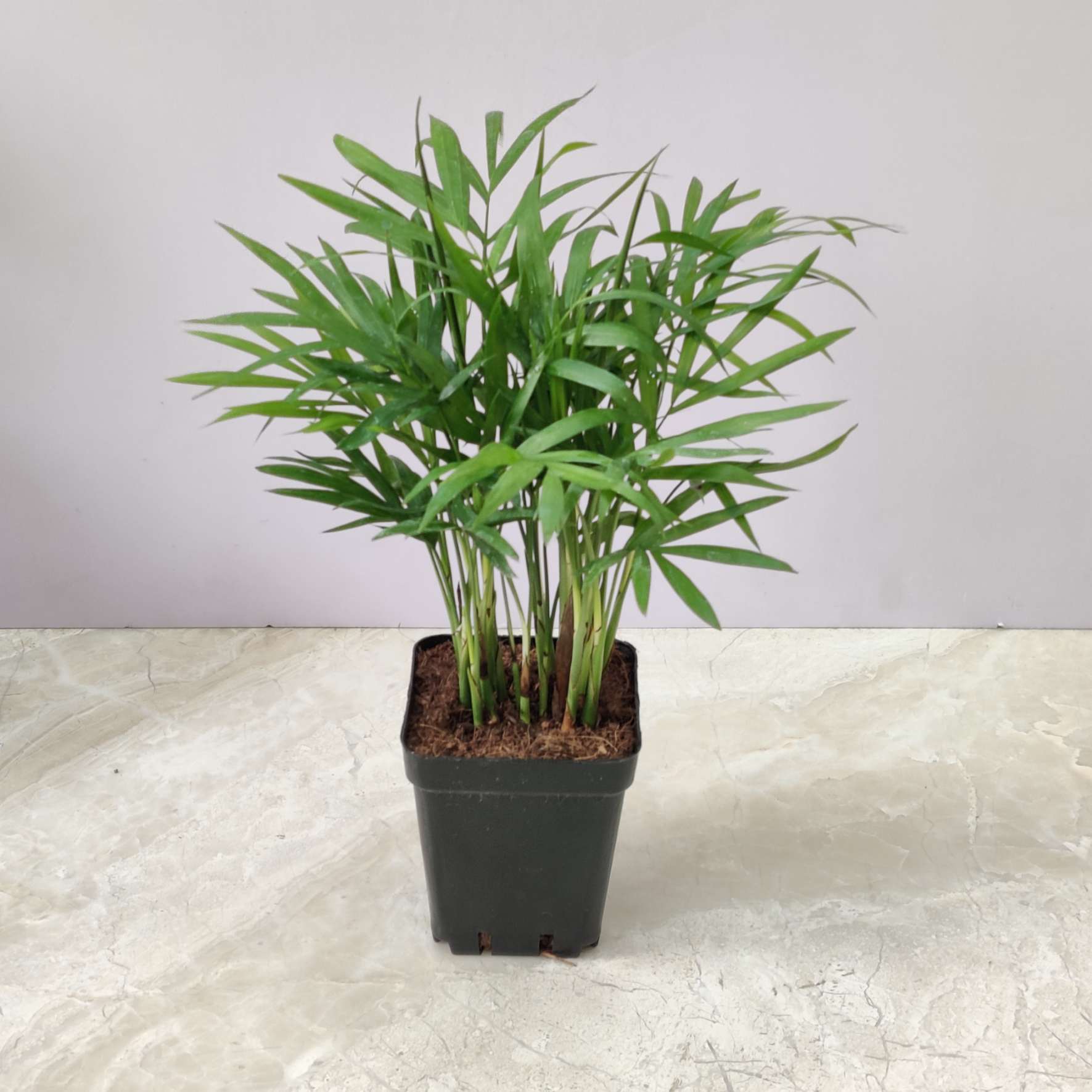 Areca Palm/bamboo palm ( 7 February 2026 ) | Sanjay Nursery - CAPPL