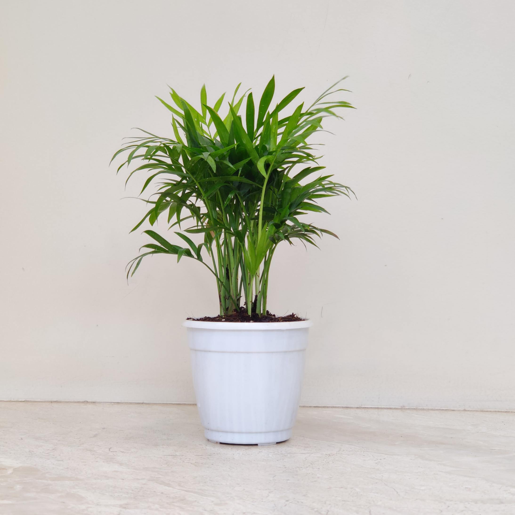 Areca Palm/bamboo palm plants Update On 1 April 2026 | Sanjay Nursery ...