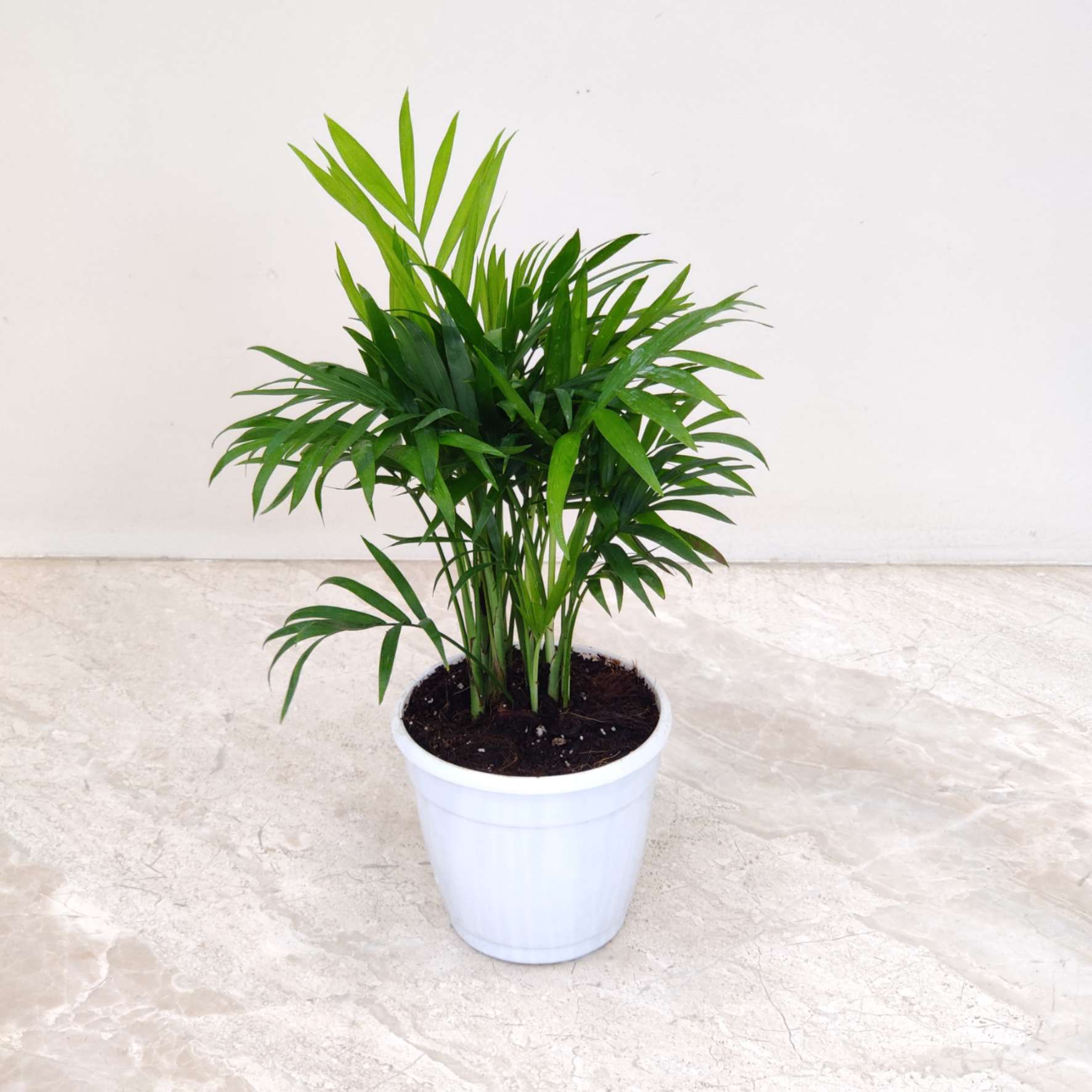 Areca Palm/bamboo palm plants Update On 1 April 2026 | Sanjay Nursery ...