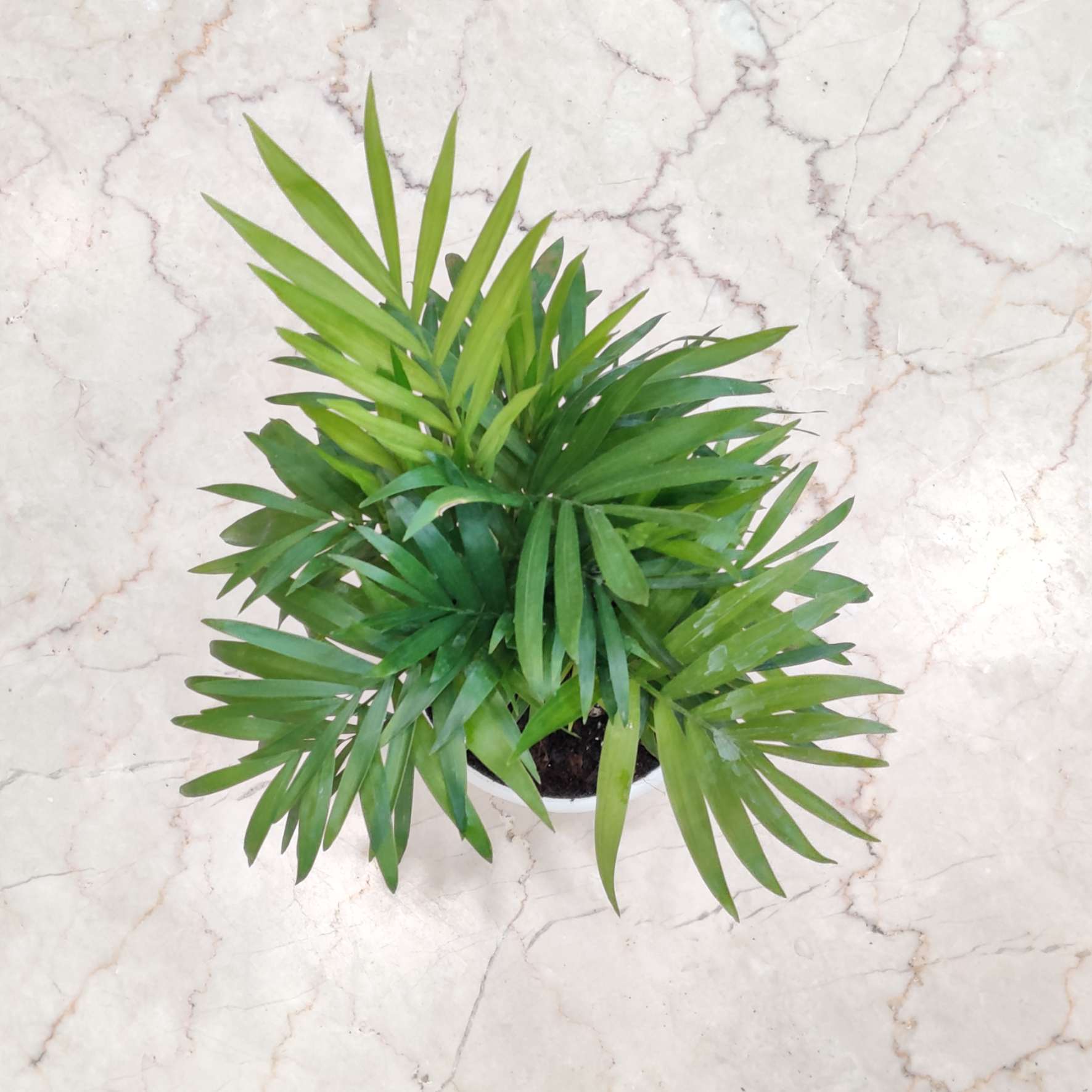 Areca Palm/bamboo palm plants Update On 1 April 2026 | Sanjay Nursery ...