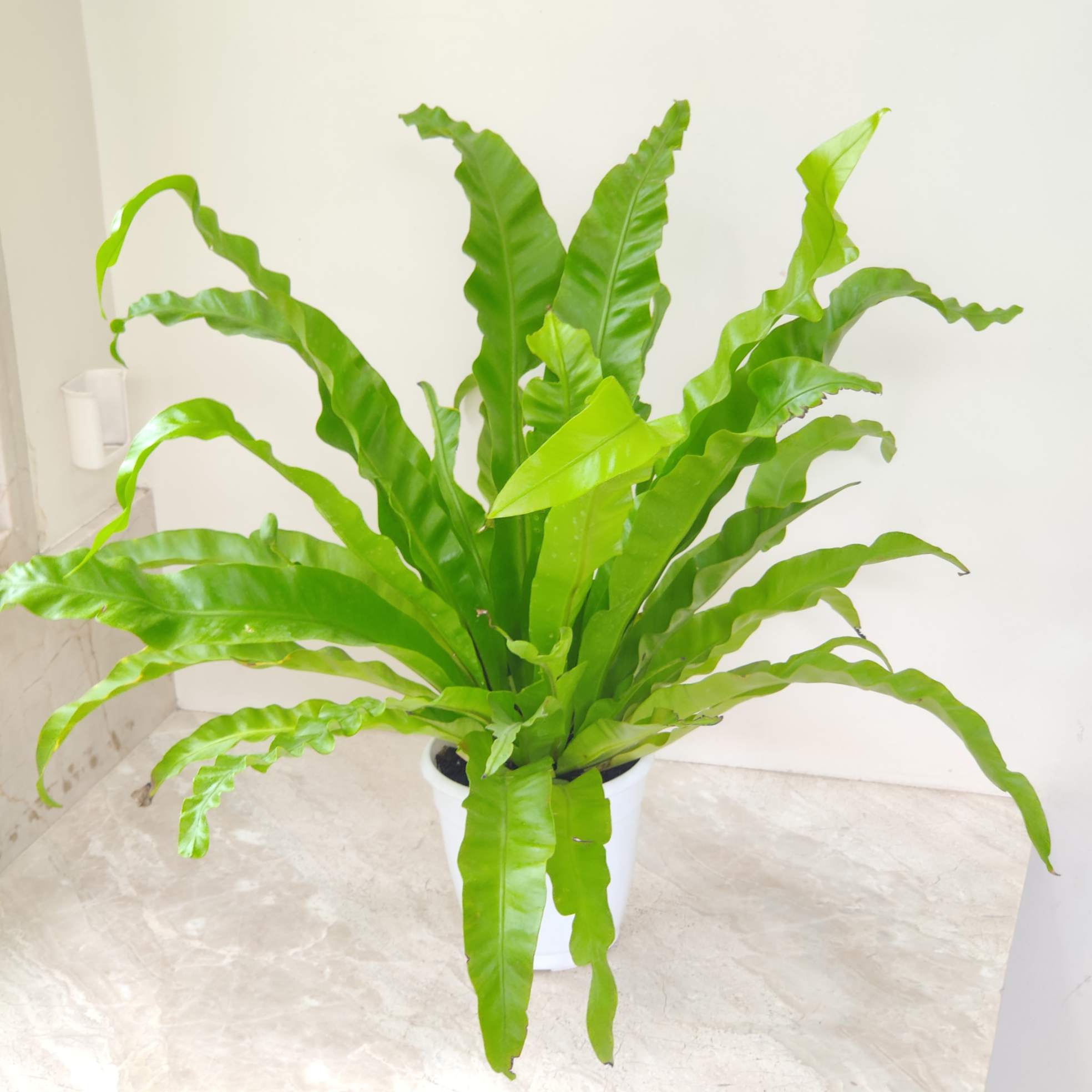 Asplenium Nidus (28 Augsut 2025) | Sanjay Nursery - CAPPL