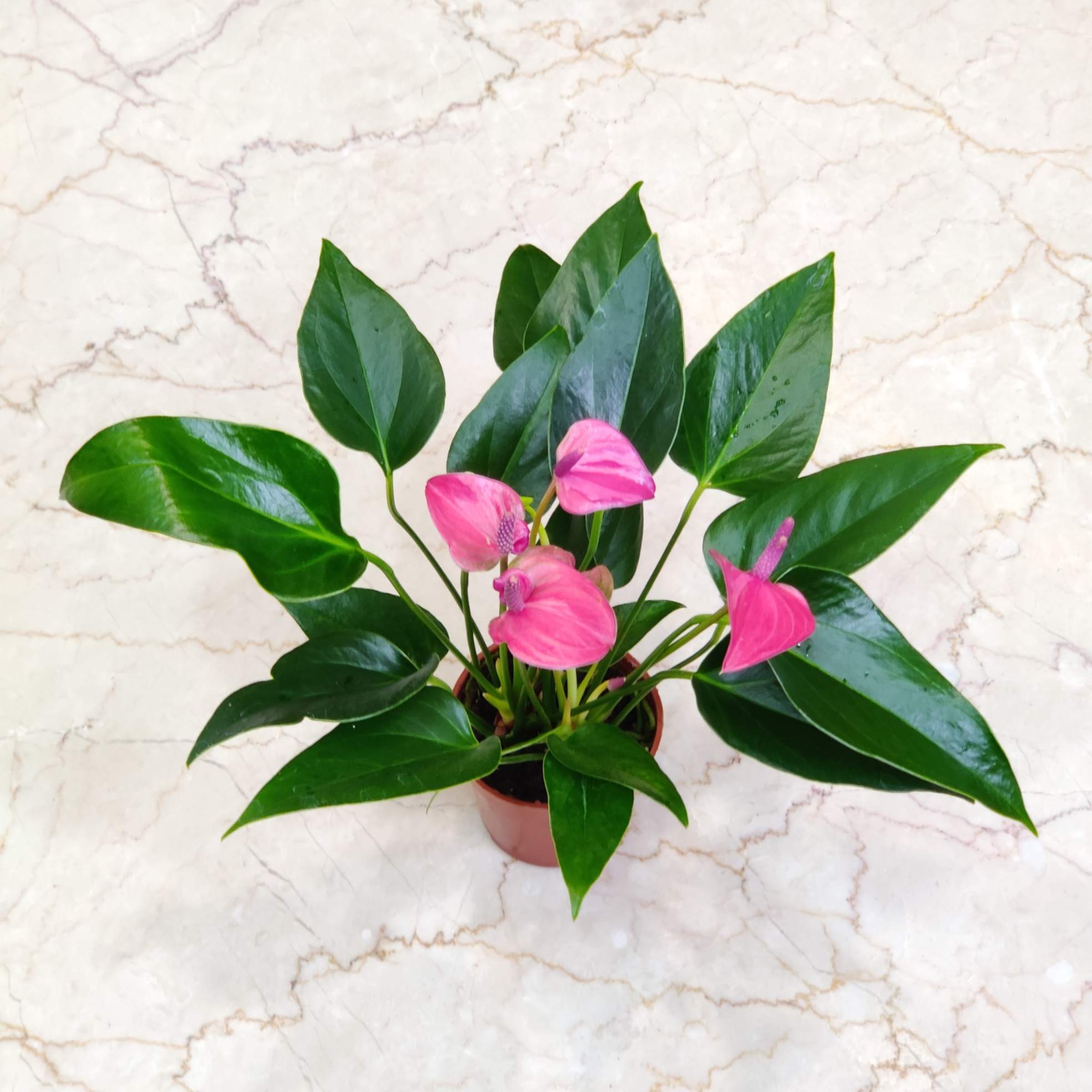 Flowering plants (8 september 2025 ) | Sanjay Nursery - CAPPL