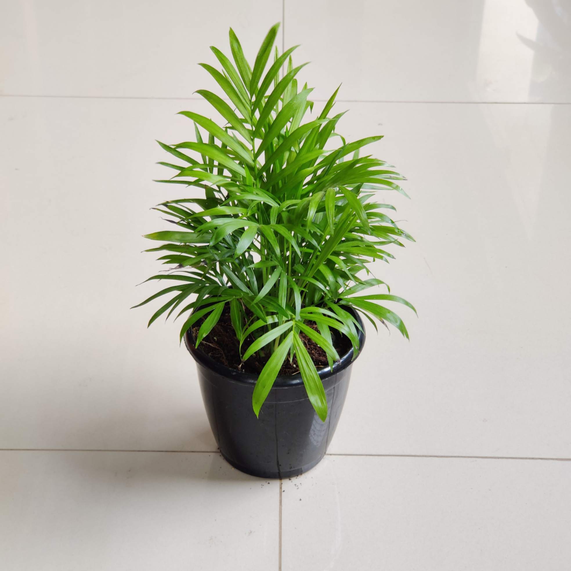 Areca Palm/bamboo palm ( 7 February 2026 ) | Sanjay Nursery - CAPPL