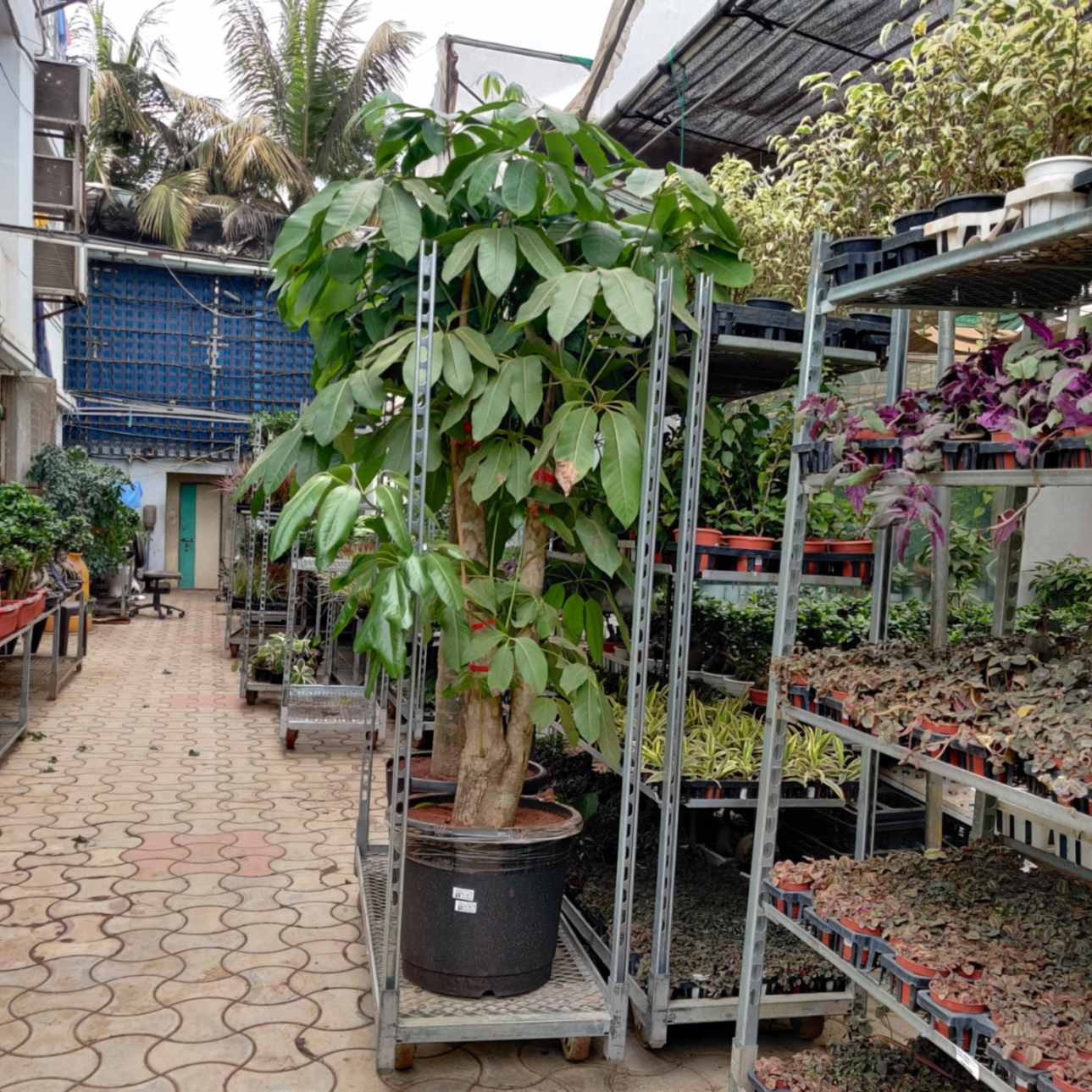 Pachira Aquatica Braided Thin | Sanjay Nursery - CAPPL