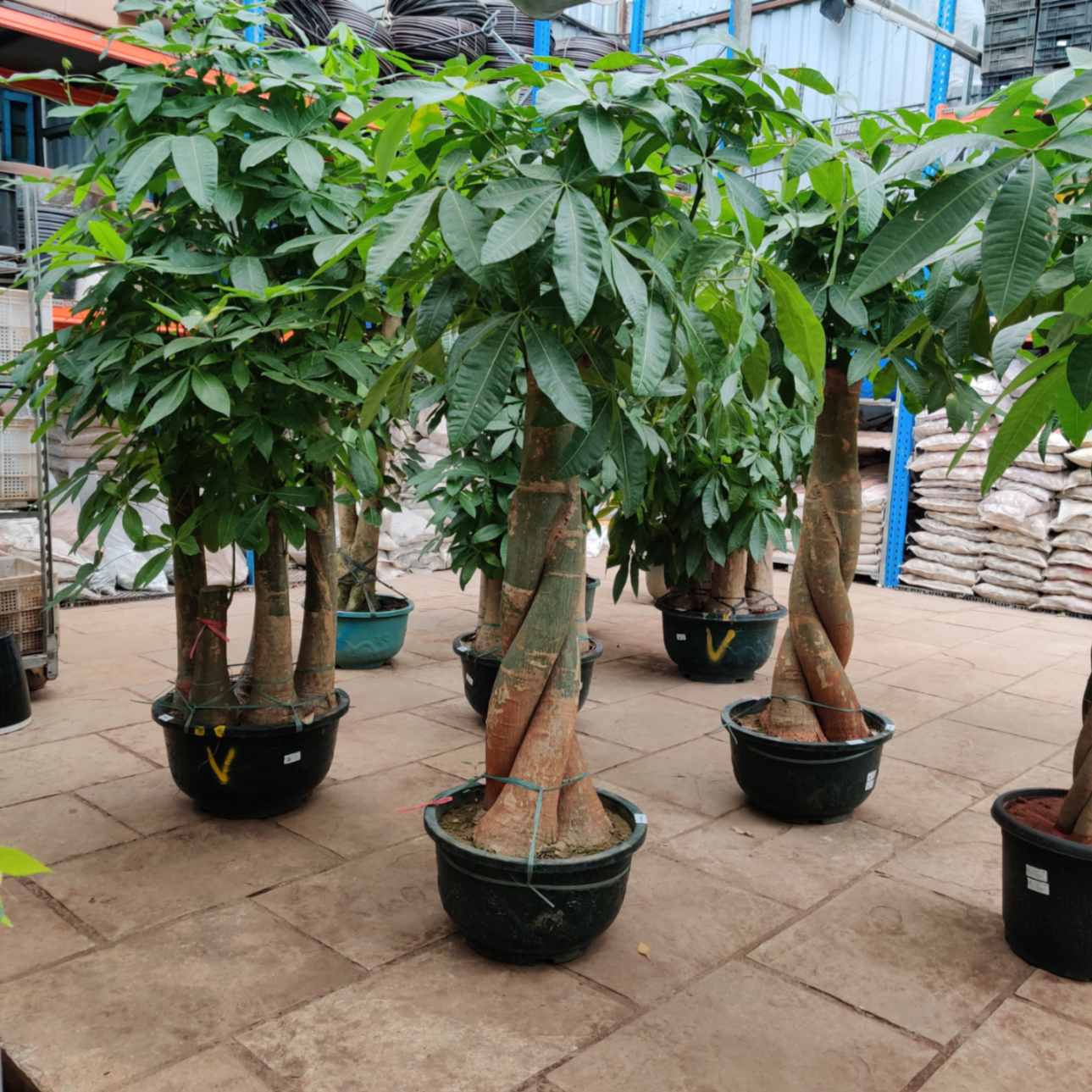 Pachira Aquatica Braided Thin | Sanjay Nursery - CAPPL