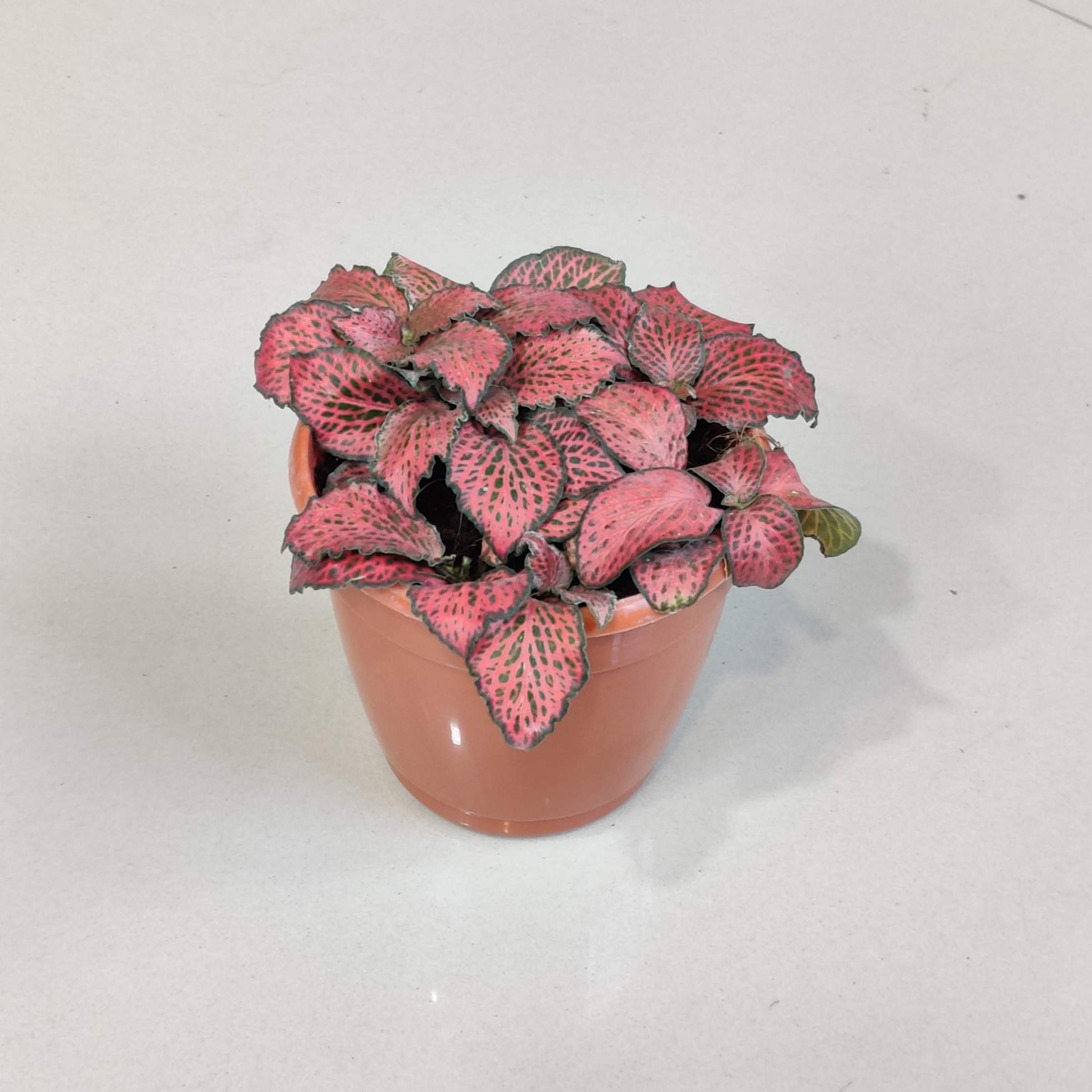 Fittonia plants ( 15 December 2025 ) | Sanjay Nursery - CAPPL