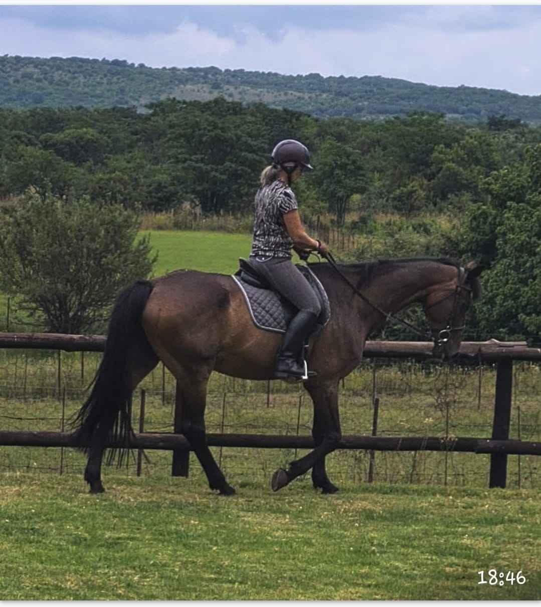 Bella | Happy Horse Equestrian Sales