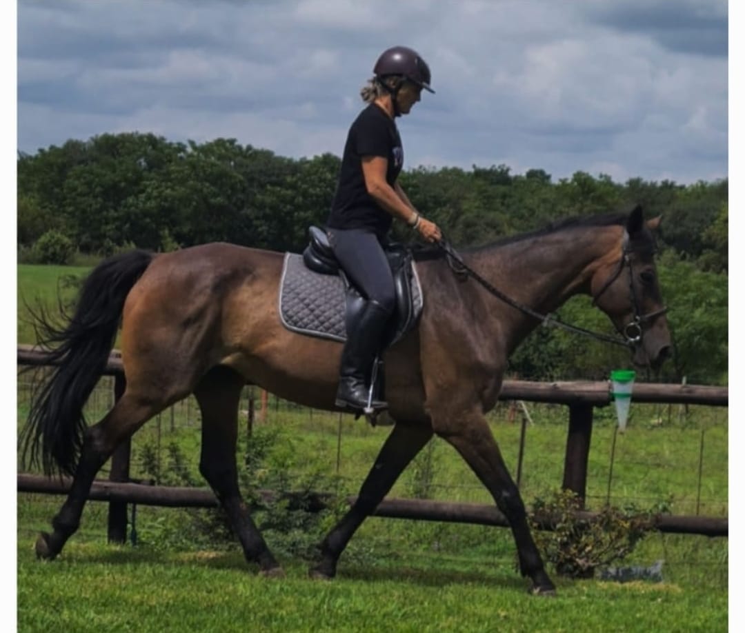 Bella | Happy Horse Equestrian Sales