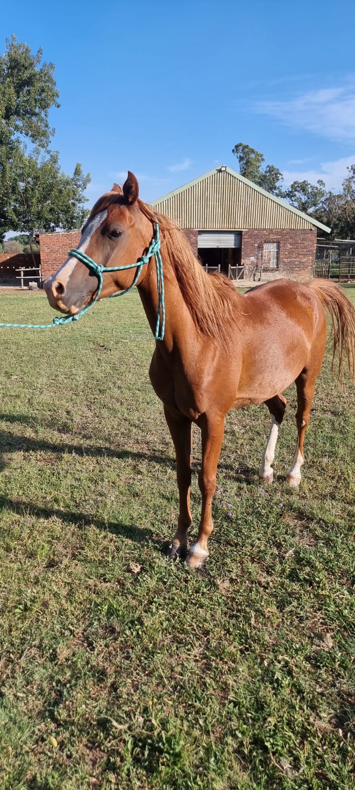 Kashim Hanan | Happy Horse Equestrian Sales