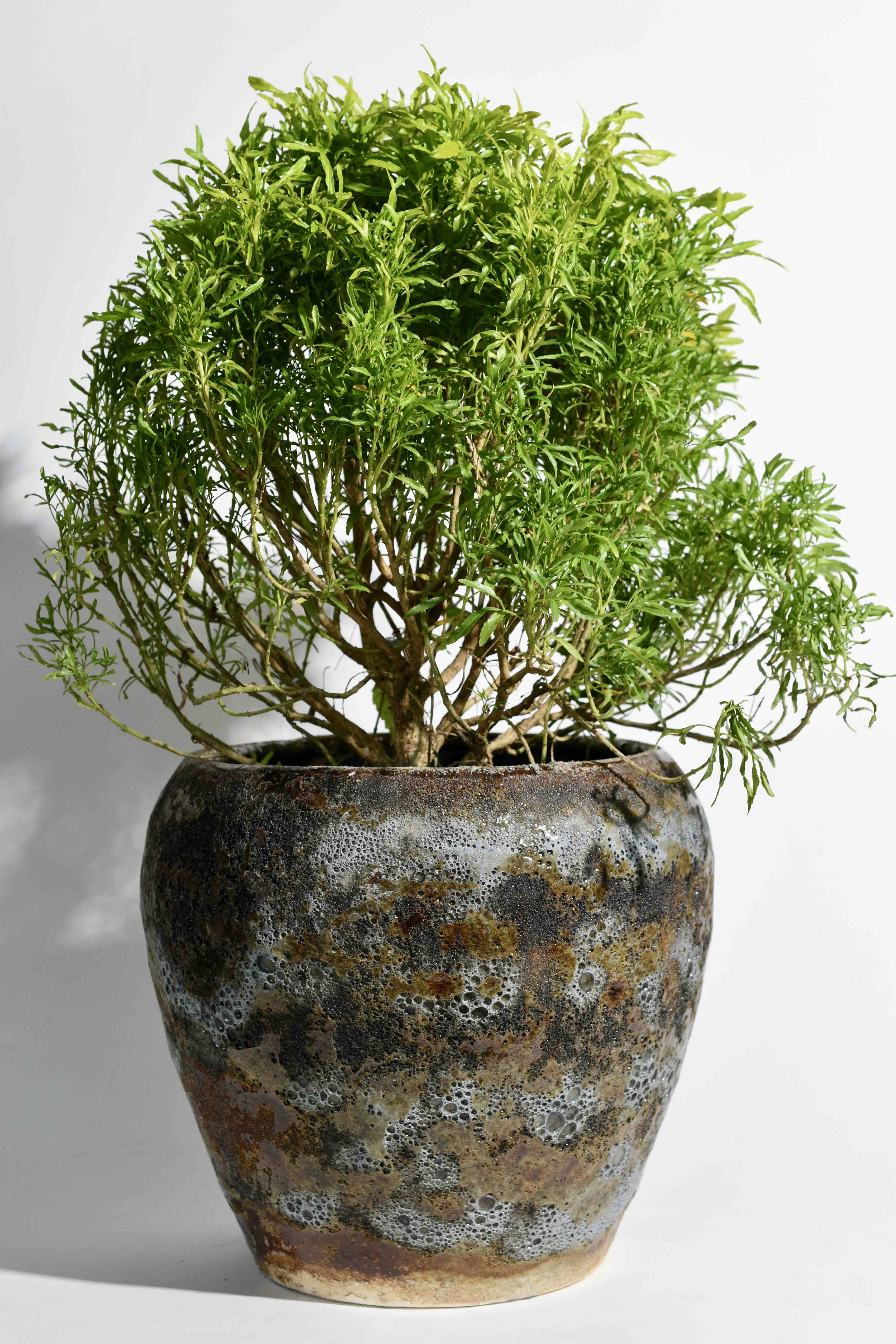 Antique Ancient Roman Pots | DNF Ceramics