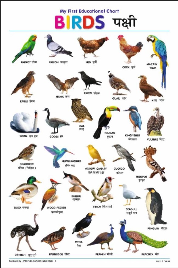Birds Chart In Hindi