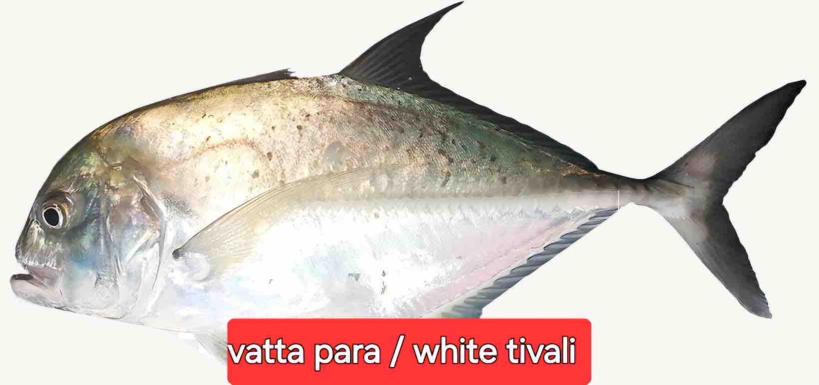 Vattapara Fish Seafood Simplified Explore The Flavors Of The Ocean