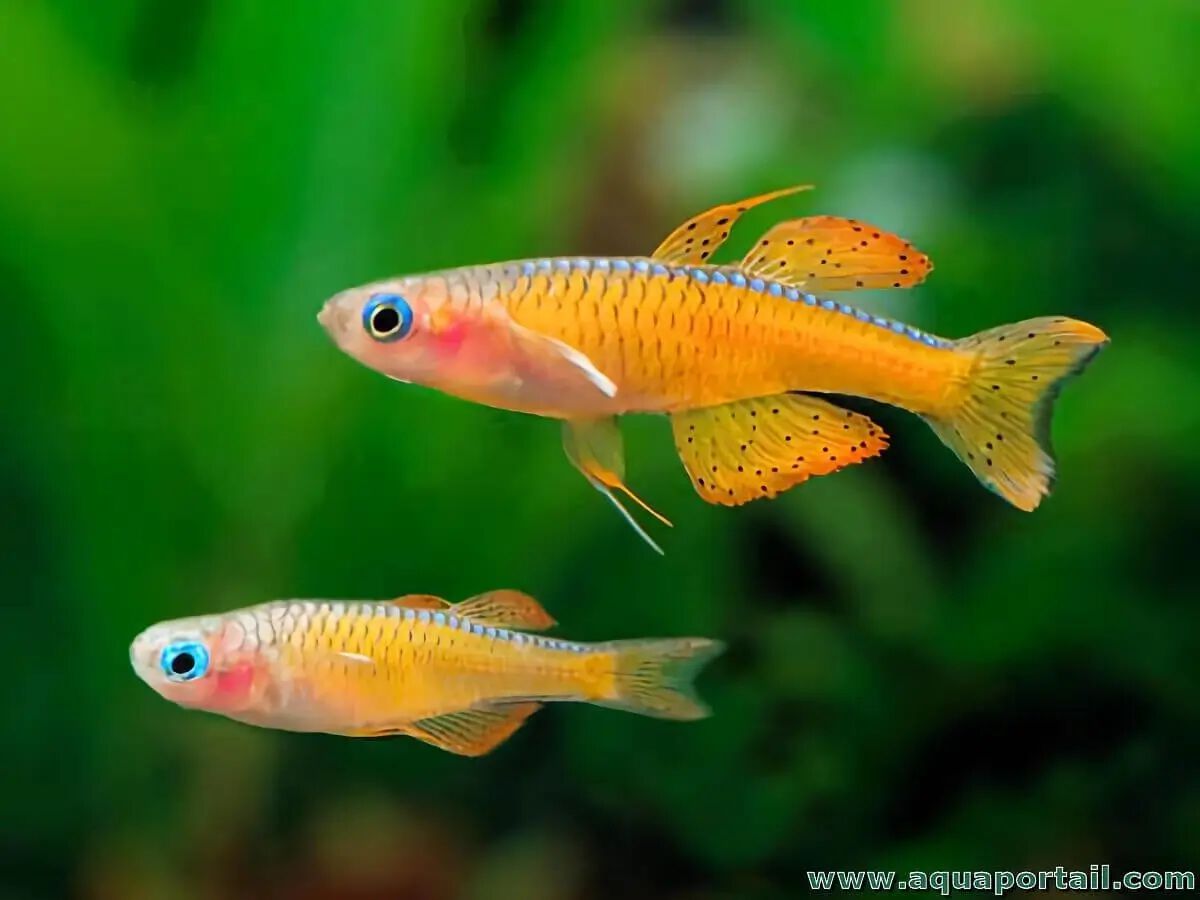 Paskai Rainbow (2cm) | Vice Aquatics
