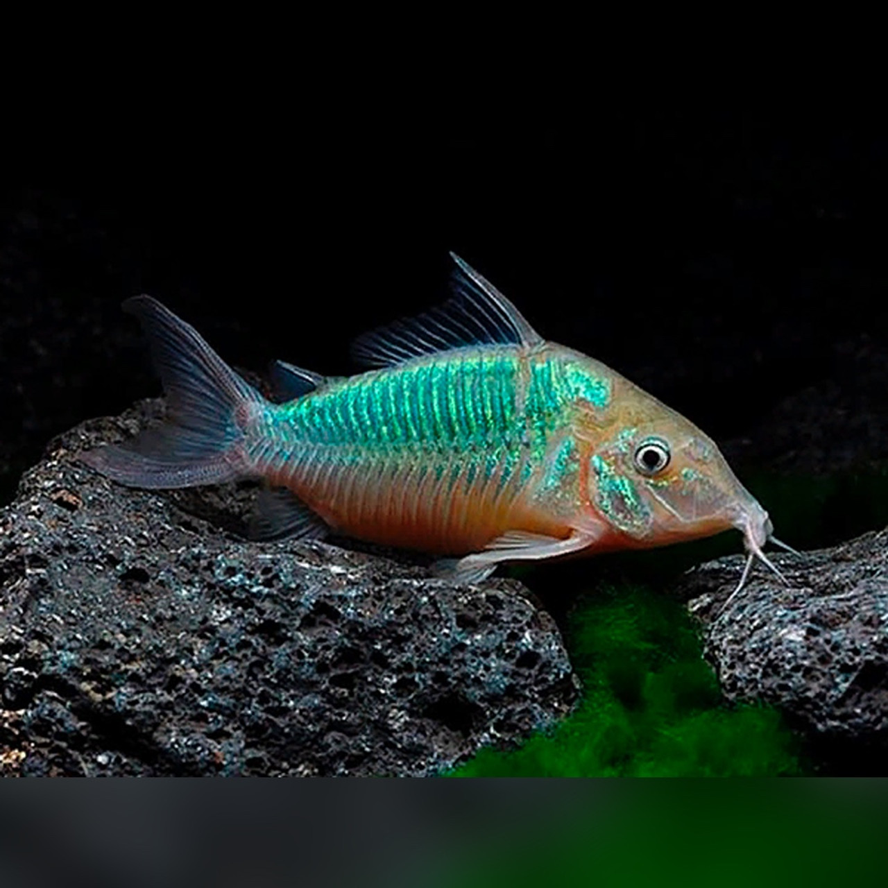 CORYDORAS | Vice Aquatics