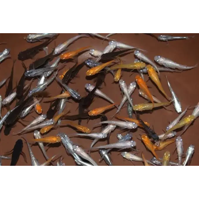 Medaka Ricefish Assorted (2cm) | Vice Aquatics