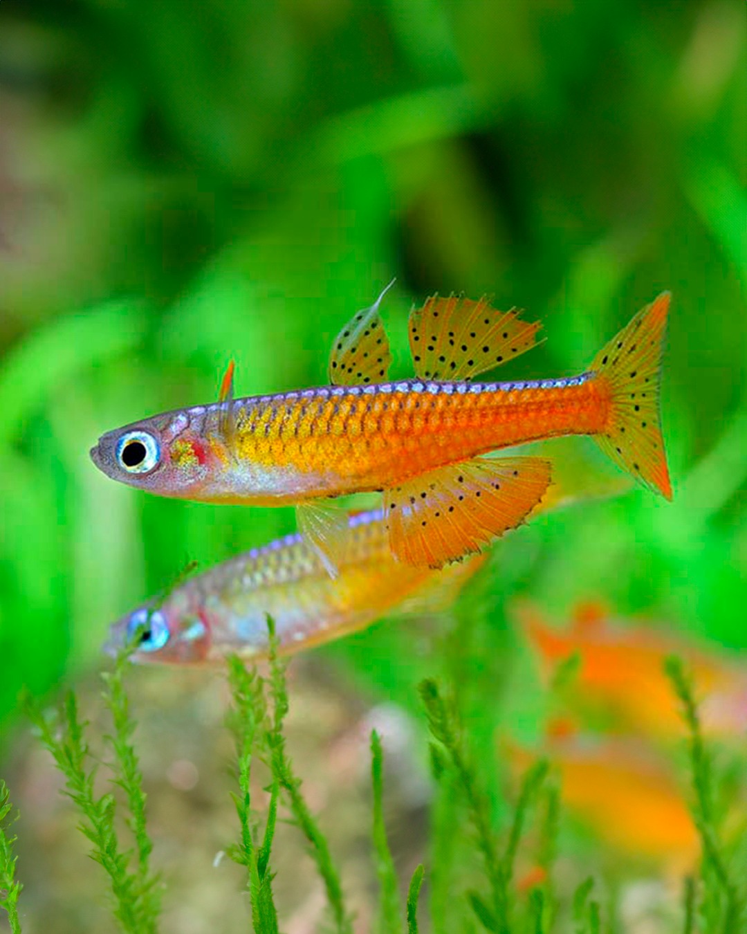 Paskai Rainbow (2cm) | Vice Aquatics