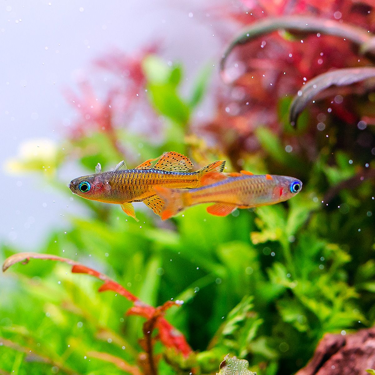 Paskai Rainbow (2cm) | Vice Aquatics