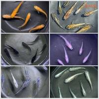 Medaka Ricefish Assorted (2cm) | Vice Aquatics